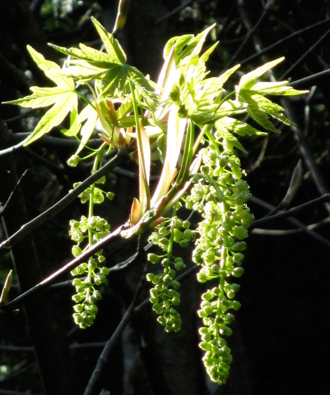 GRuB: Garden Raised Bounty