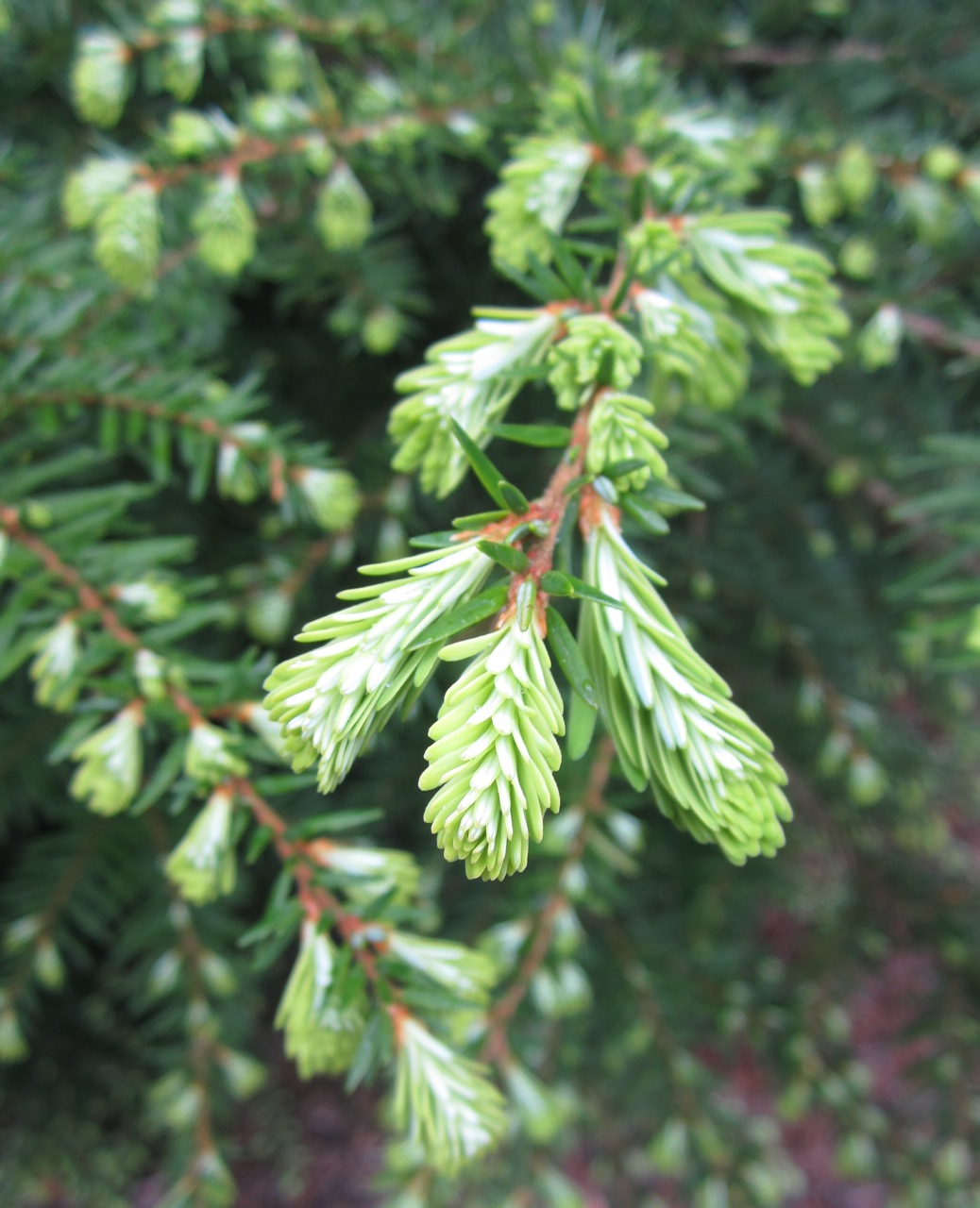 GRuB: Garden Raised Bounty