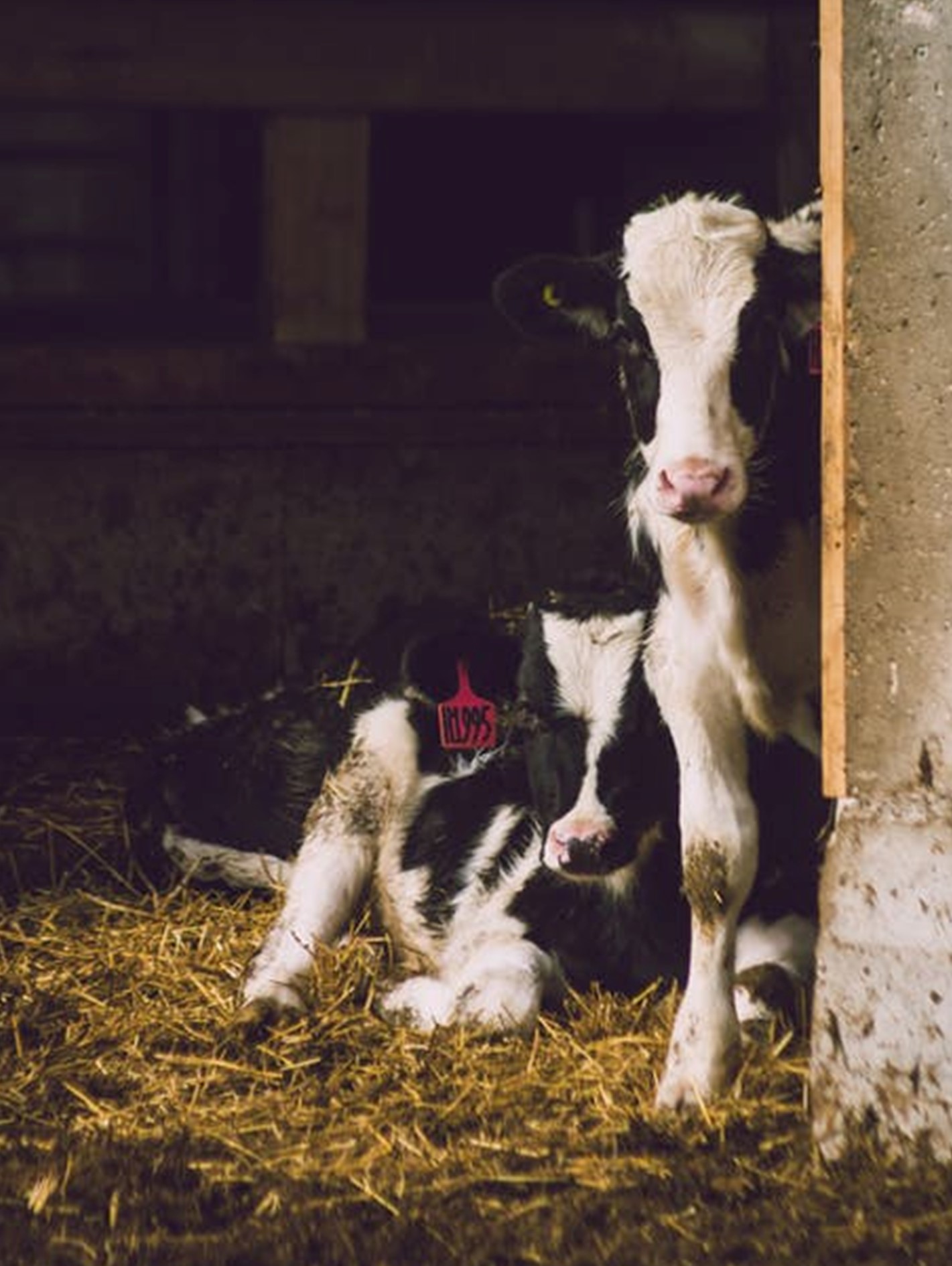 Cow Milk
