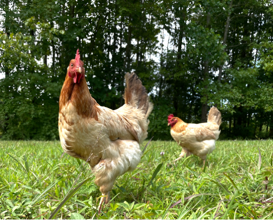 Sparked Professional Coaching Blog — GOAL Framework for Meetings