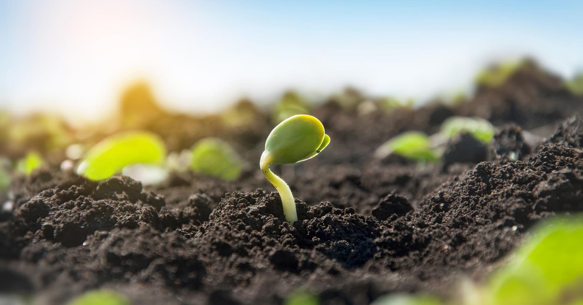 Soil Health | 5 Tips to Improve Soil Health