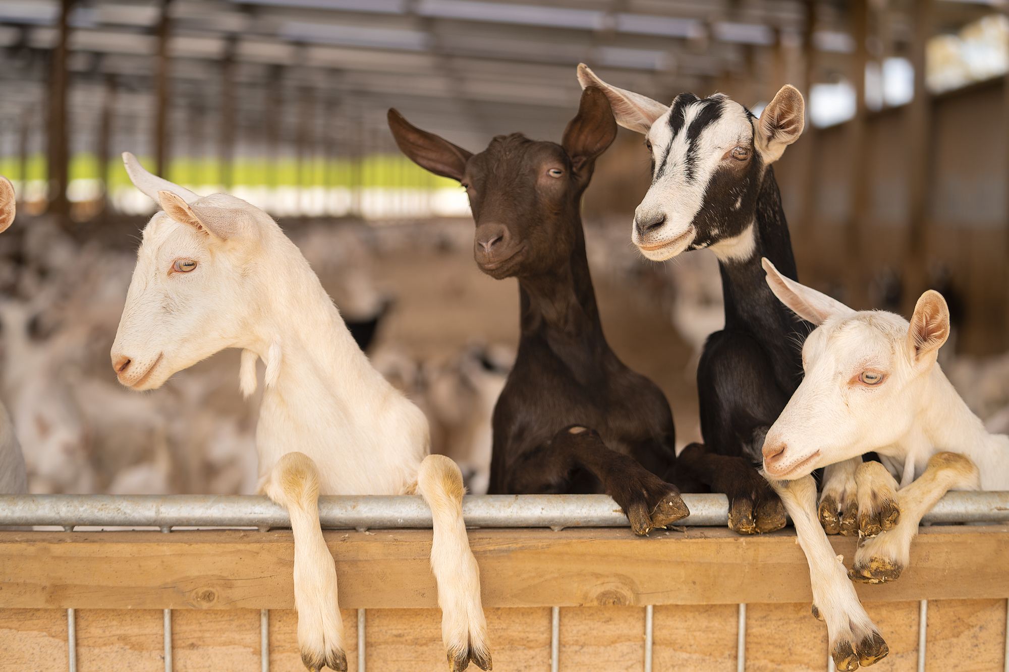 Oakdale Goat Farm advertising feature Case Study: Amanda Peart ...