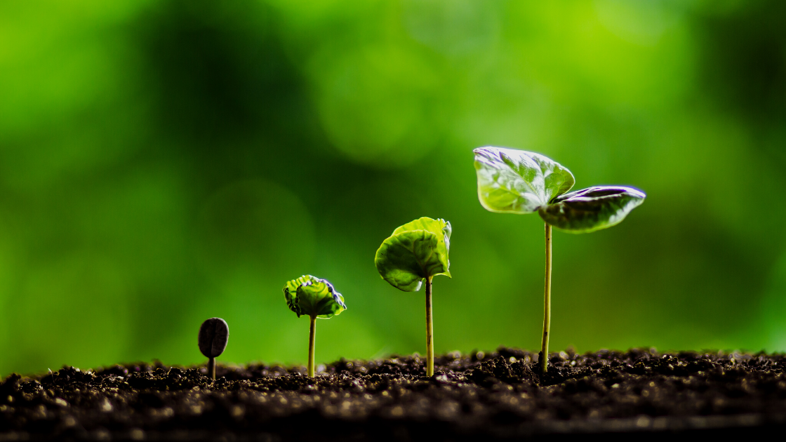 Naturally You Case Study: Jason Benbow - Digital Marketer in Palmerston ...