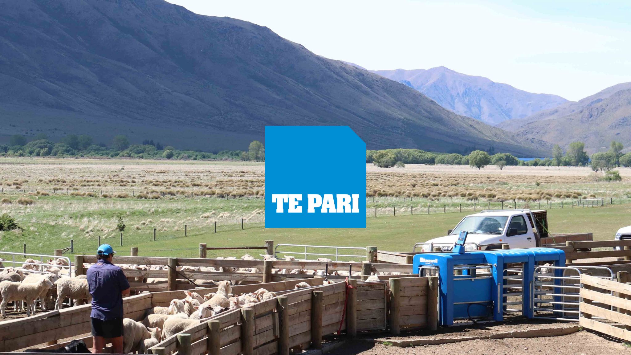 Te Pari Case Study: Jared Farr - Google Ads Expert in Timaru