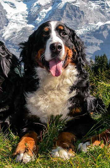 Bernski planinski pas