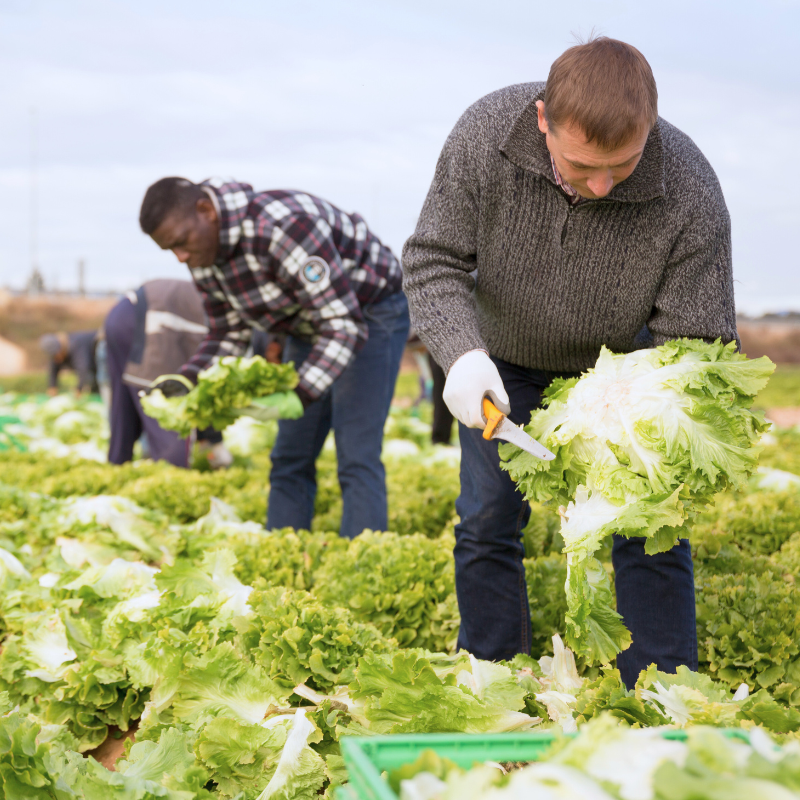 Smart Time Clocks for Agriculture