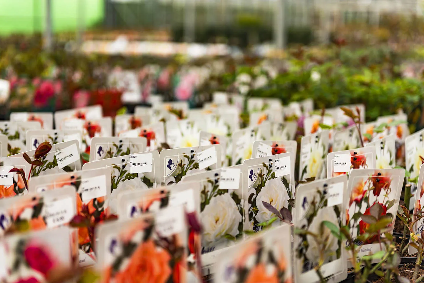 Boomkwekerij Bomen Kopen? - Plantencentrum Mampay