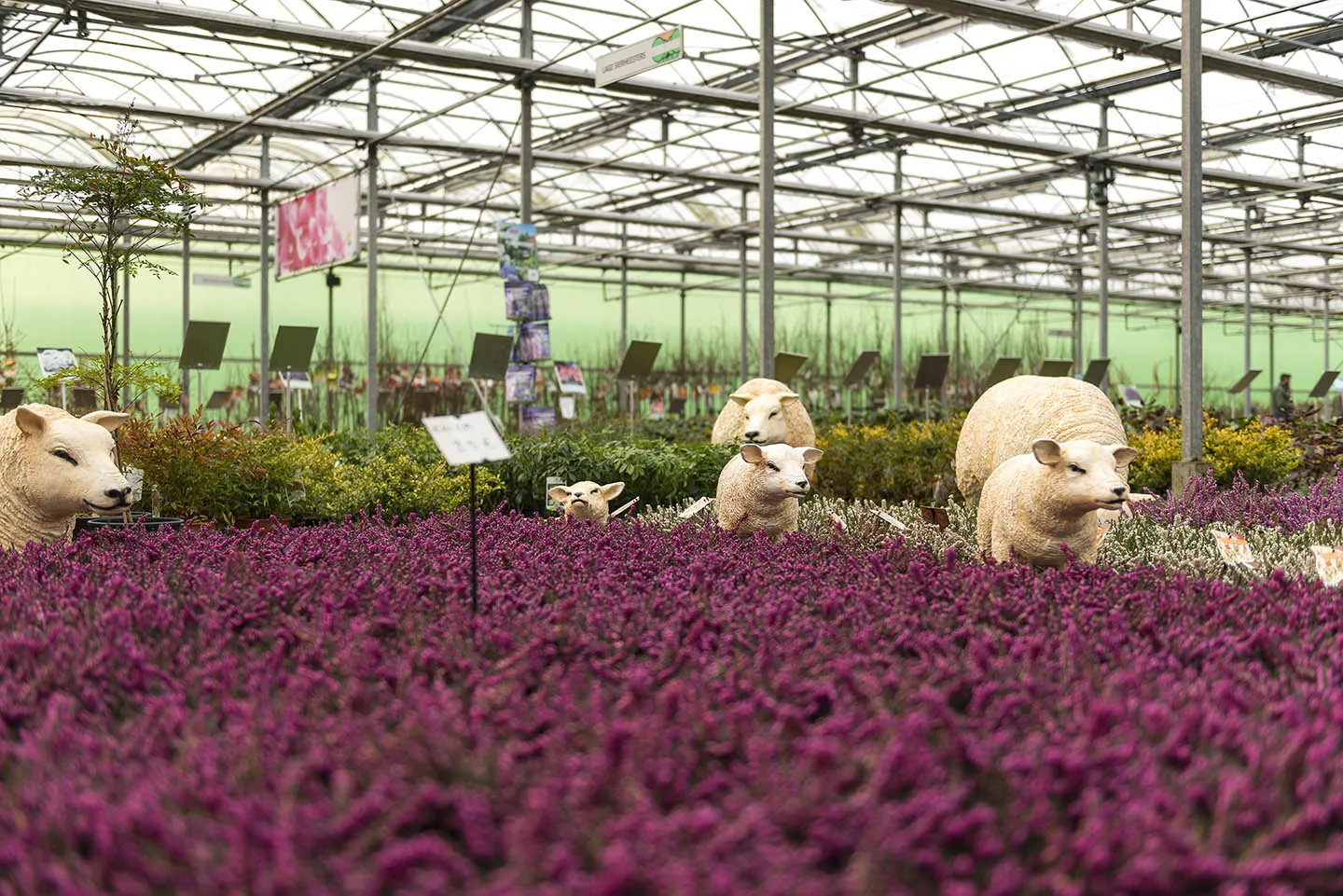 Boomkwekerij Bomen Kopen? - Plantencentrum Mampay