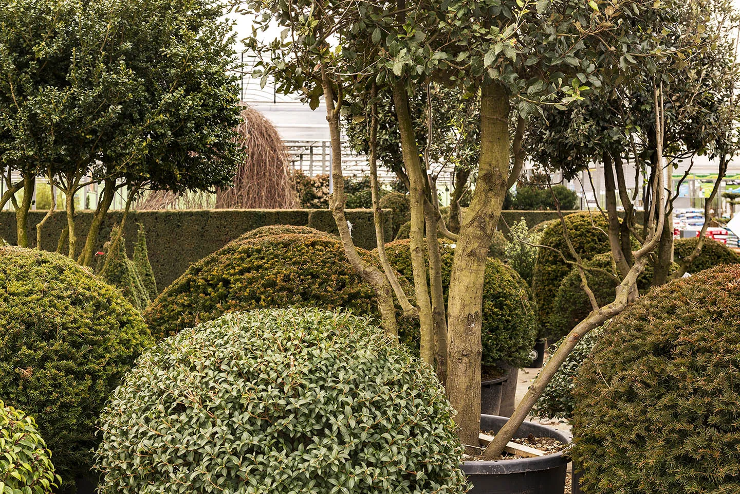 Boomkwekerij Bomen Kopen? - Plantencentrum Mampay