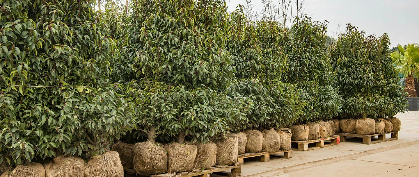 Boomkwekerij Bomen Kopen? - Plantencentrum Mampay