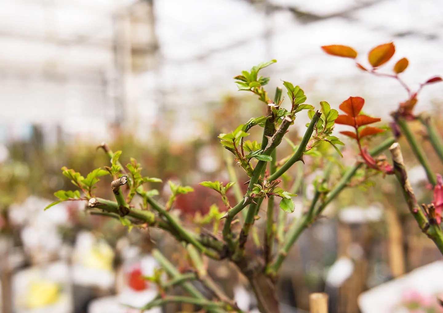 Boomkwekerij Bomen Kopen? - Plantencentrum Mampay