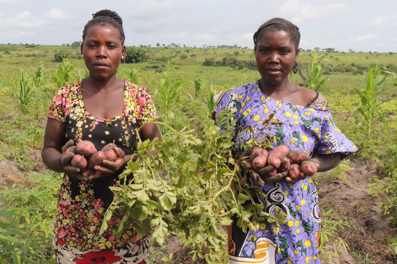 COOPERATIVA NGOLA RODRIGUES DISPONIBILIZOU PARA COMPRADORES BATATA RENA ...