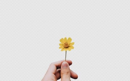 +100 Transparent Background Hand PNG Image For Free