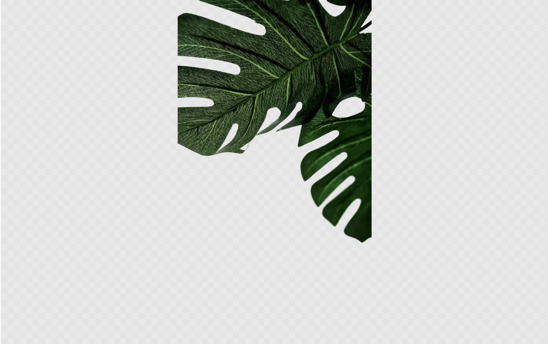 +100 Transparent Background Leaf PNG Image For Free 🌱