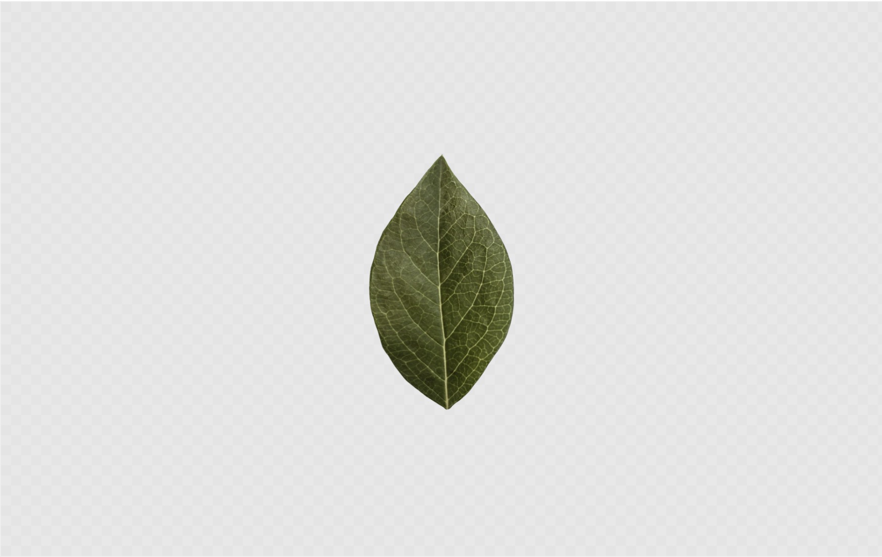 +100 Transparent Background Leaf PNG Image For Free 🌱