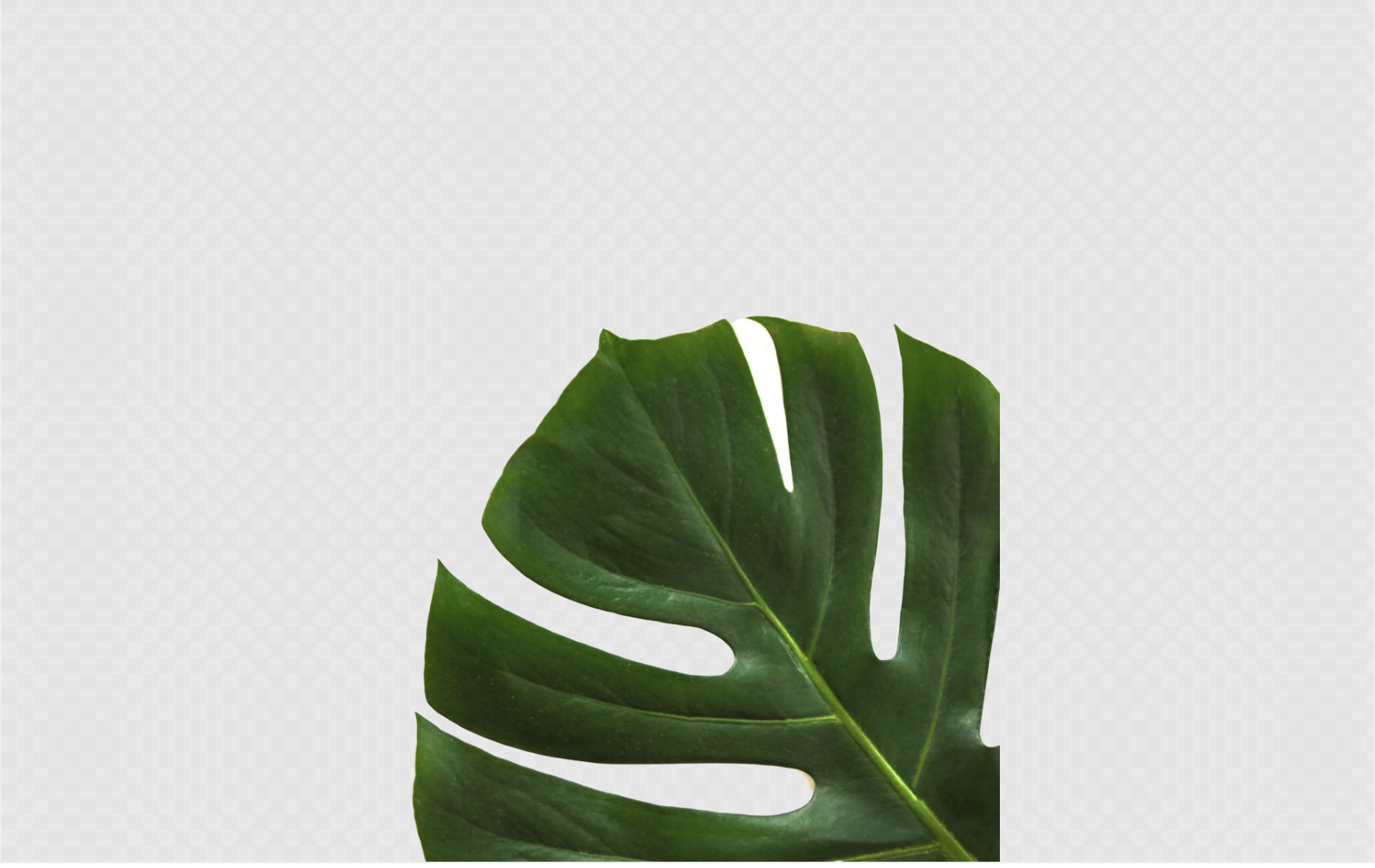 +100 Transparent Background Leaf PNG Image For Free 🌱