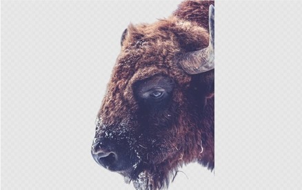 +50 Transparent Background Buffalo PNG Image For Free