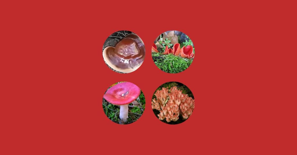 Red Things: +100 Examples of Dazzling Reds in Nature - Eggradients.com