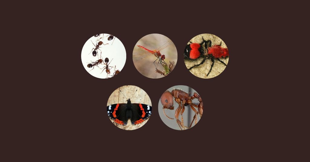 Red Things: +100 Examples of Dazzling Reds in Nature - Eggradients.com