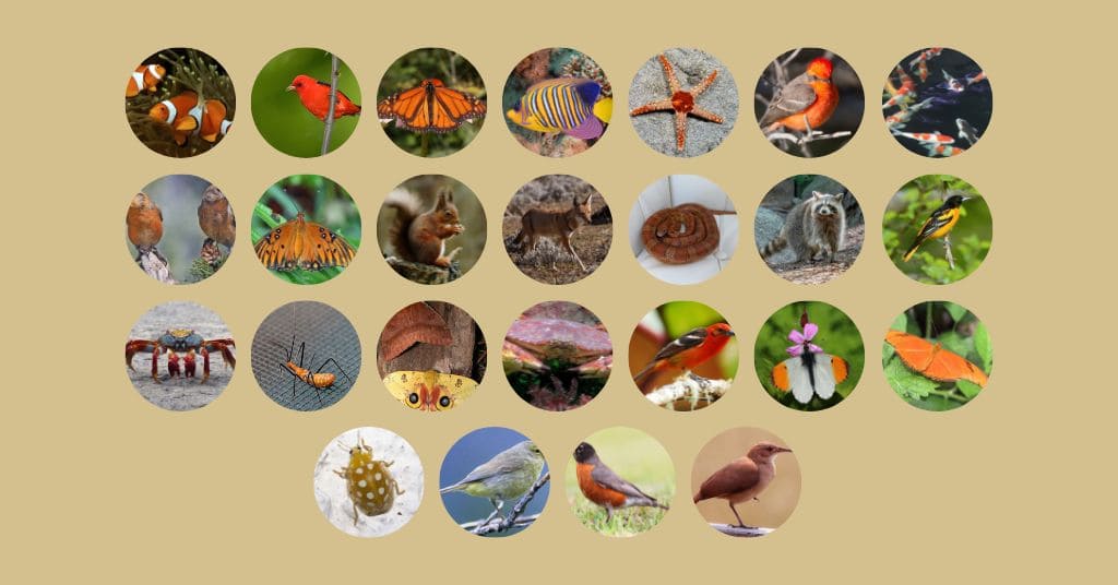 +90 Orange Things: A Glamorous Journey in Nature's Mandarin Tones ...