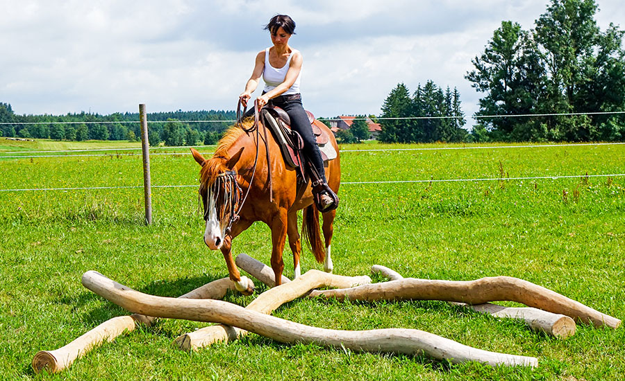 Willkommen auf den Q-Stables!