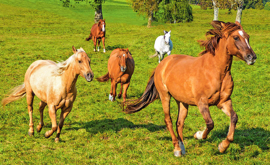 Willkommen auf den Q-Stables!