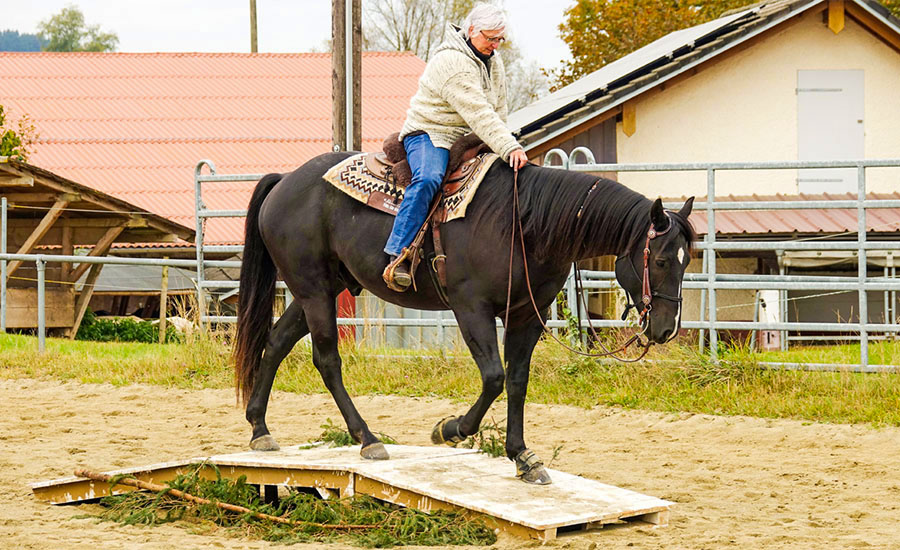 Willkommen auf den Q-Stables!