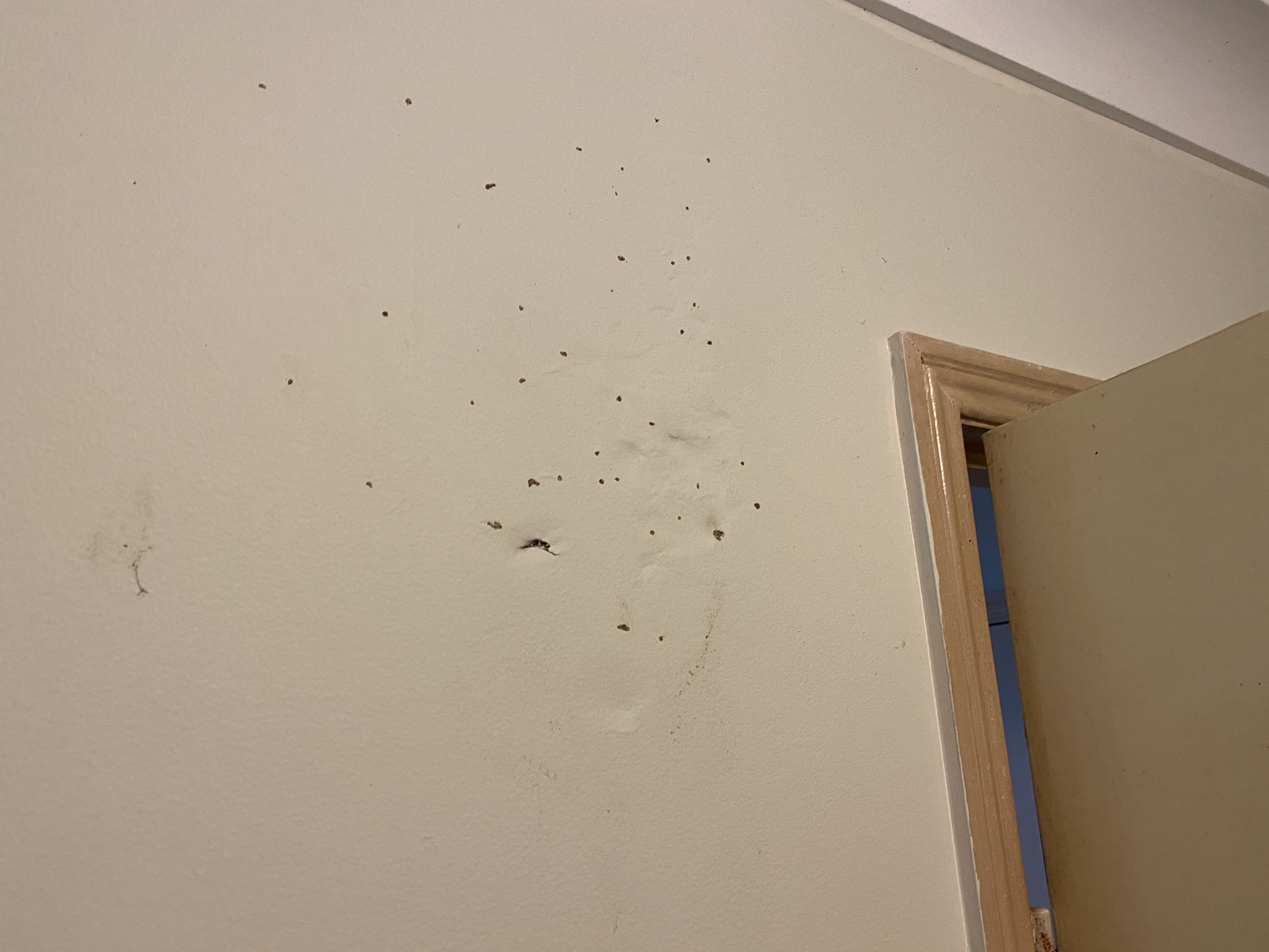 7 Signs of Termite Infestation | Suburban Pest