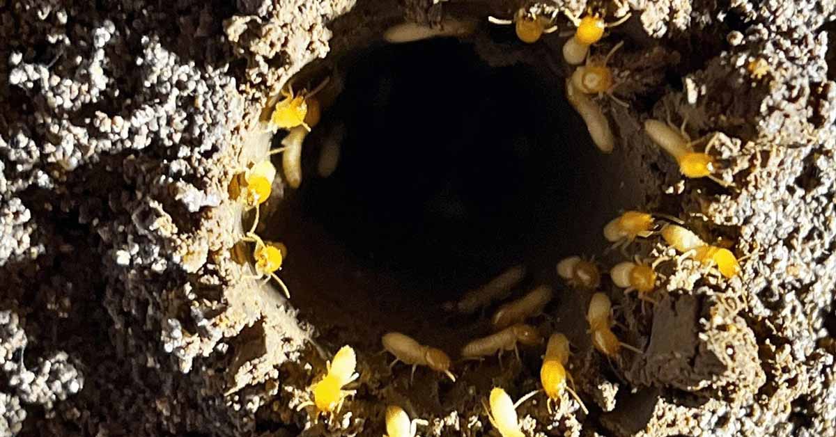 Termite Treatment Costs and Prices in Queensland