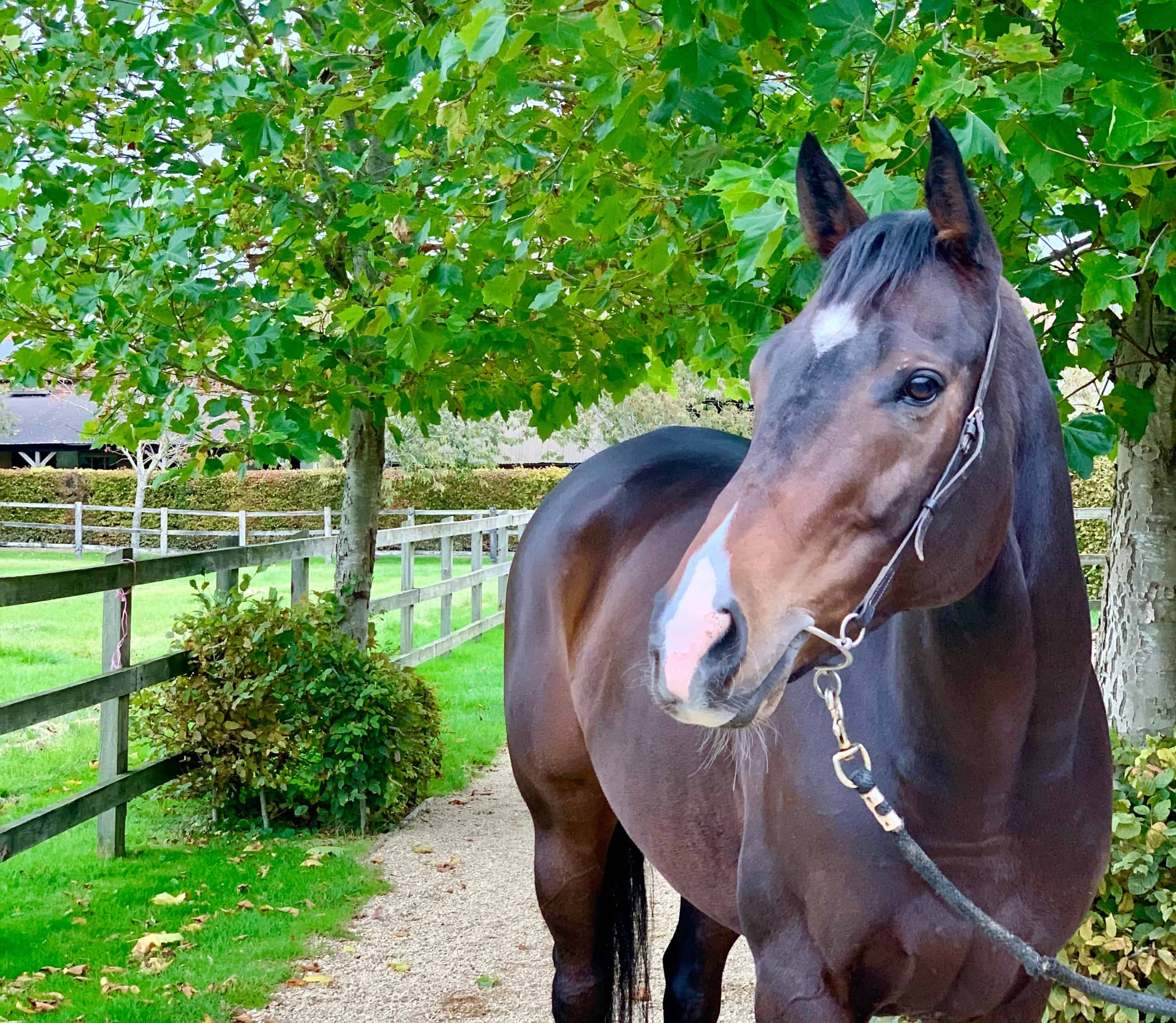 Horses in Training | Jamie Osborne - Bespoke Racehorse Trainer