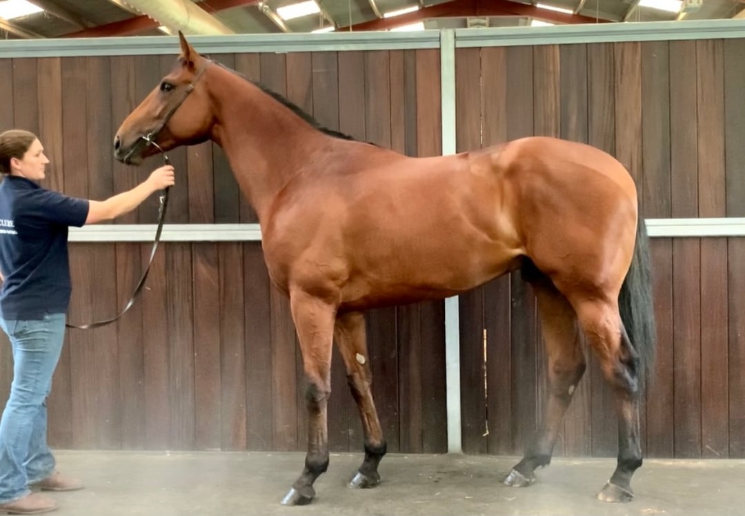Horses in Training | Jamie Osborne - Bespoke Racehorse Trainer