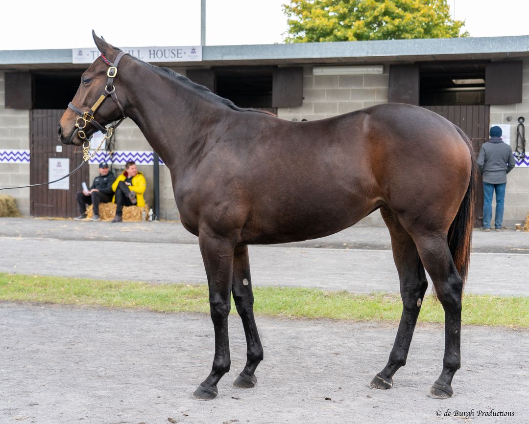 Horses in Training | Jamie Osborne - Bespoke Racehorse Trainer