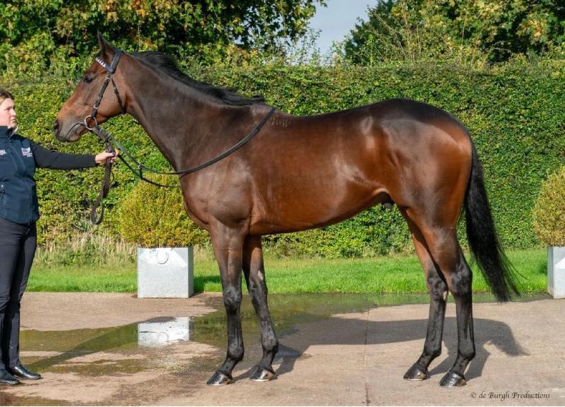 Horses in Training | Jamie Osborne - Bespoke Racehorse Trainer