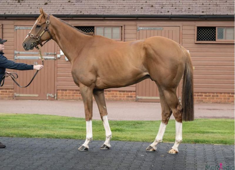 Horses in Training | Jamie Osborne - Bespoke Racehorse Trainer