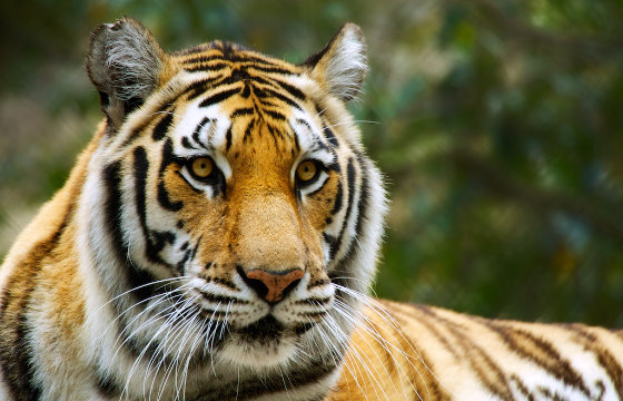 Battle Animal Exploitation