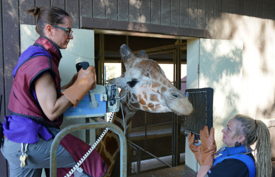 Advance Animal Care and Well Being