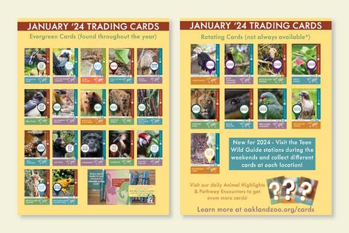 Trading Cards