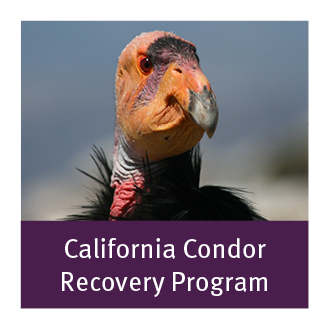 Conservation | California Condors
