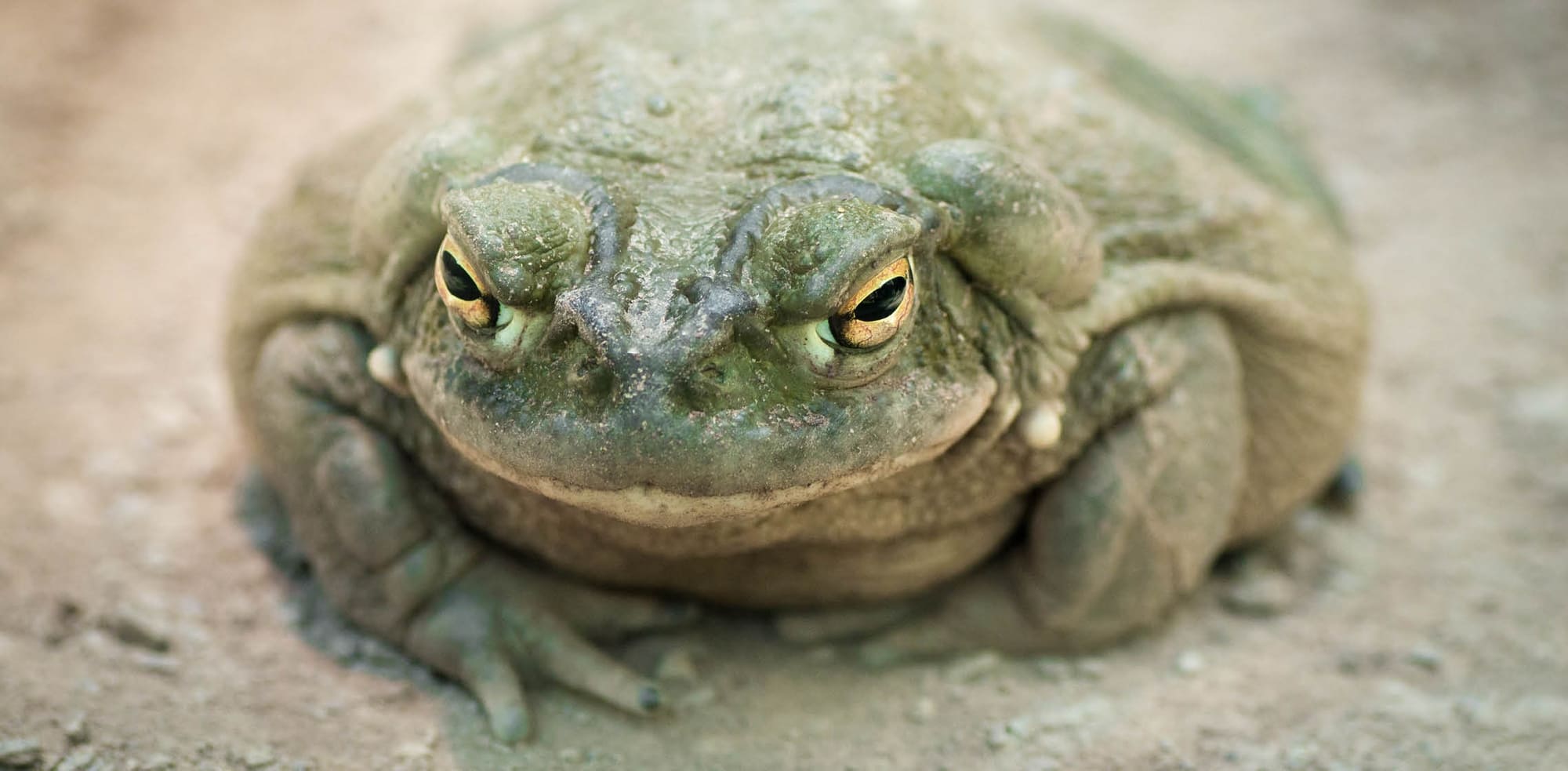 Oakland Zoo | Colorado River Toad
