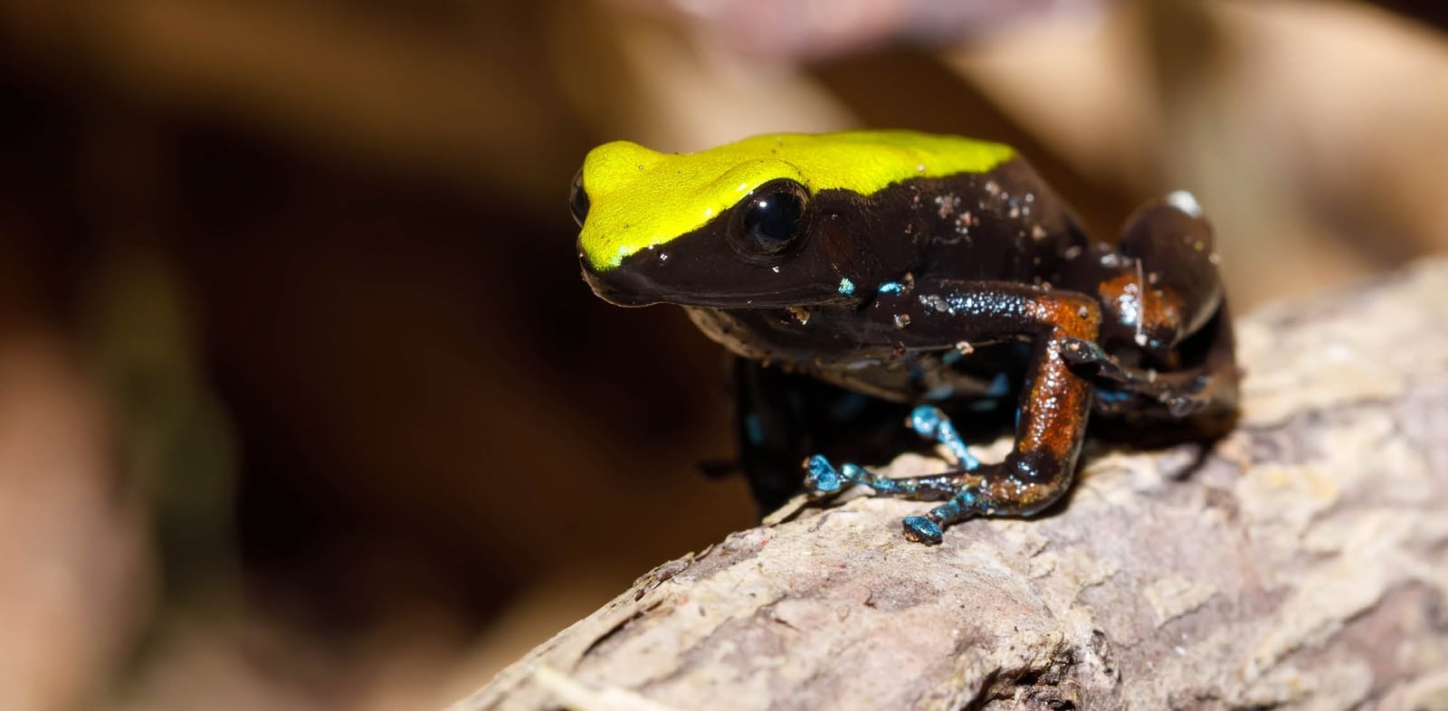Oakland Zoo | Green Mantella Frog
