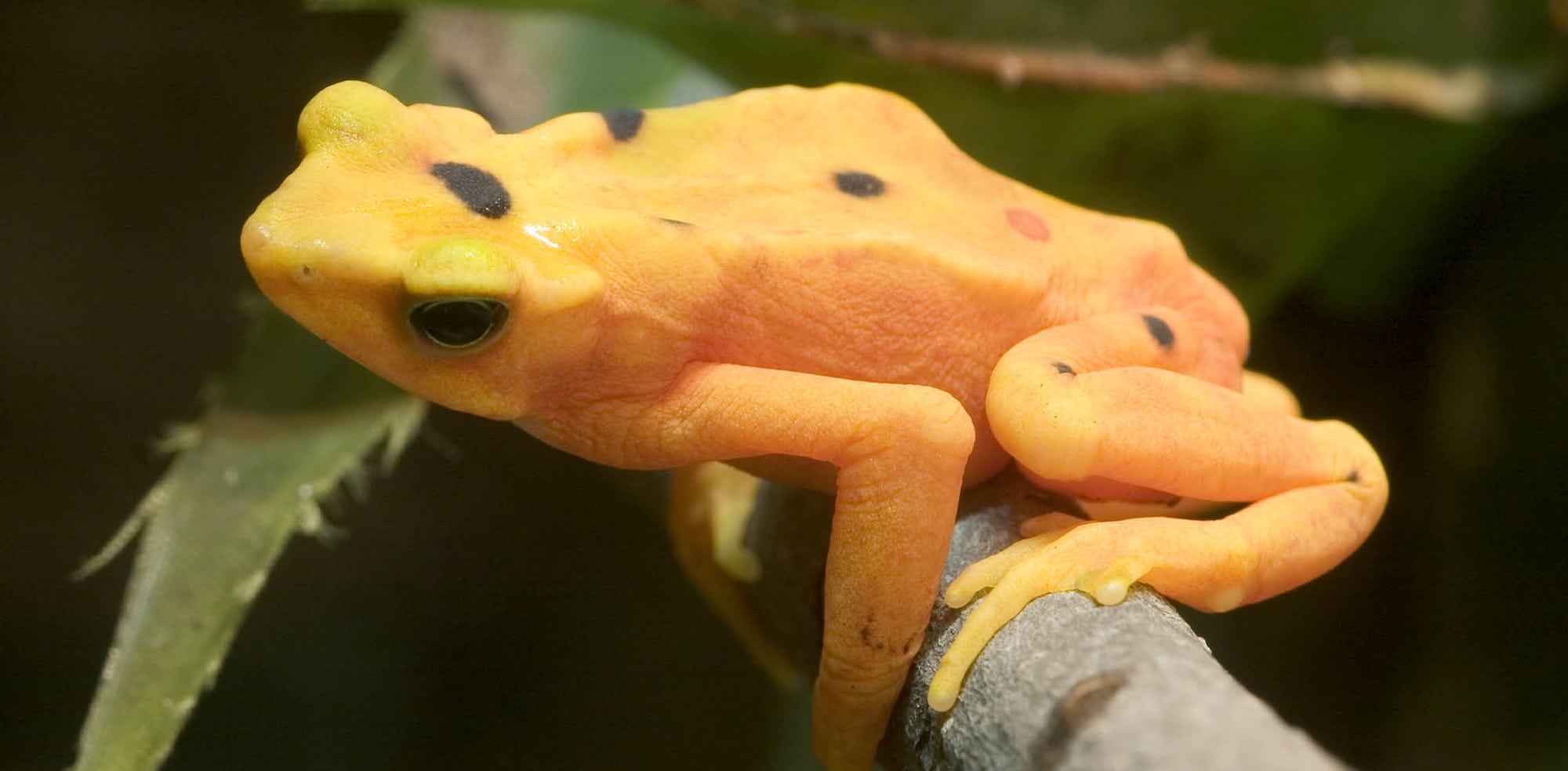 Oakland Zoo | Panamanian Golden Frog