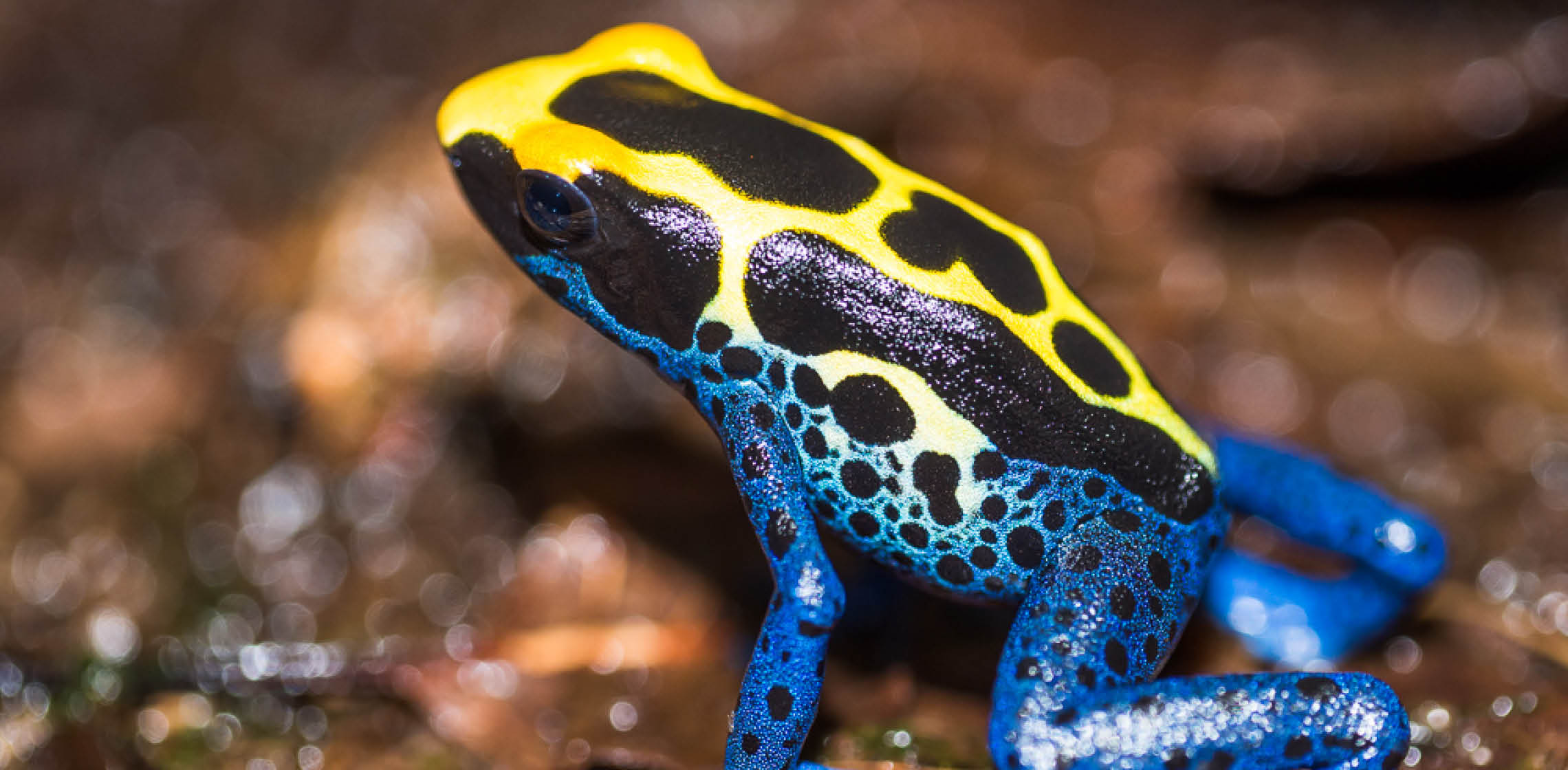 Oakland Zoo Poison Dart Frogs