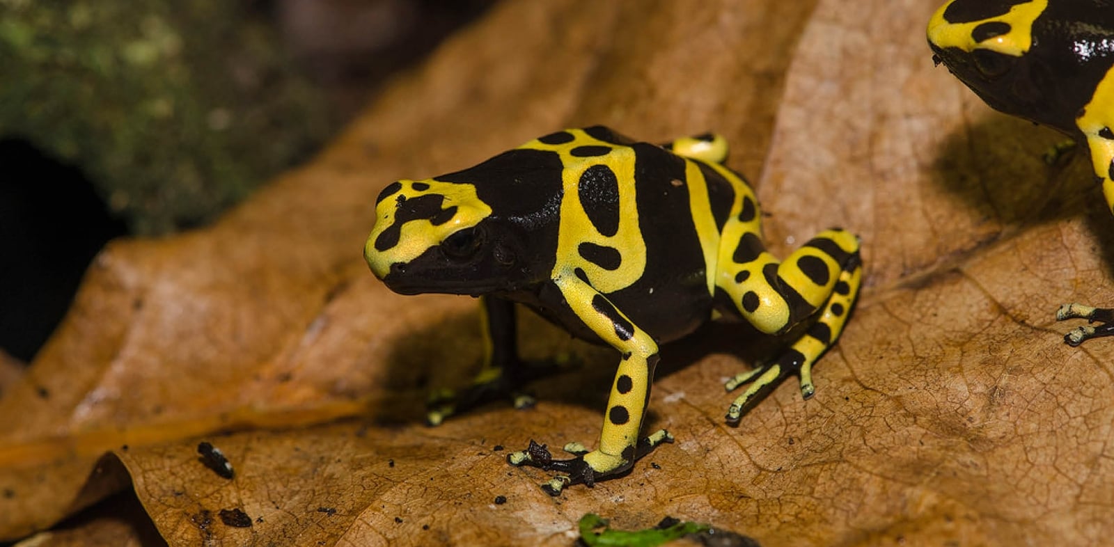 Oakland Zoo | Poison Dart Frogs