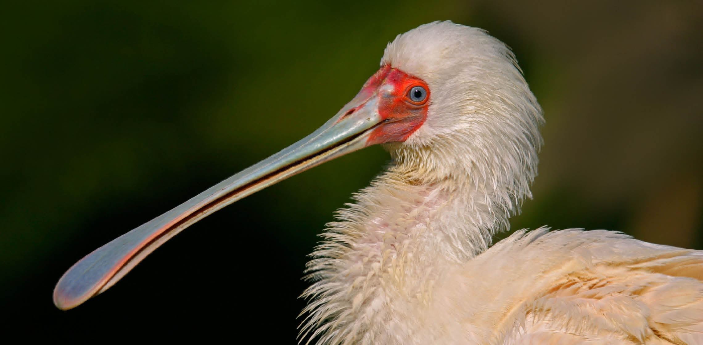 Oakland Zoo | African Spoonbill