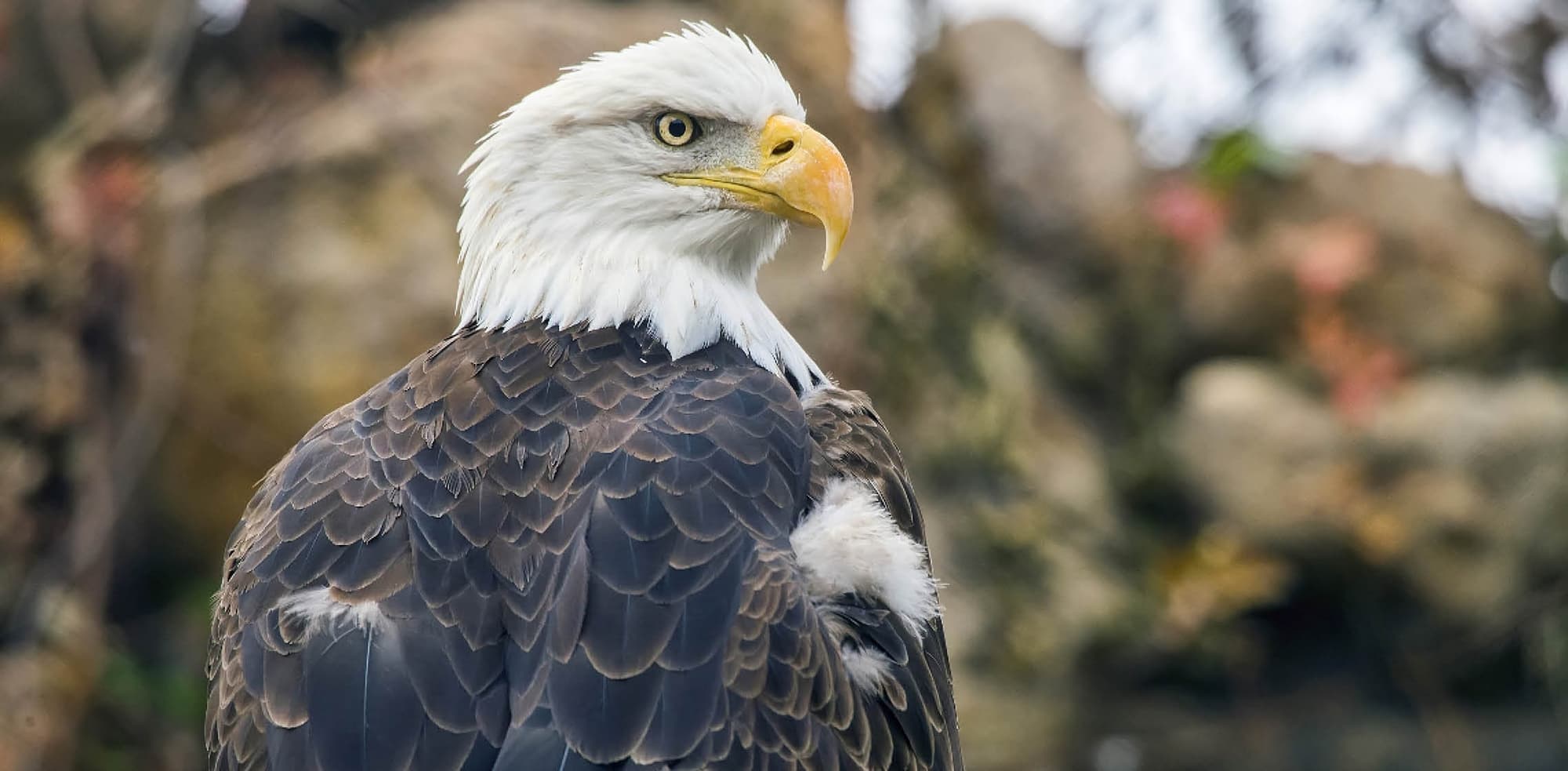 Oakland Zoo | Bald Eagles