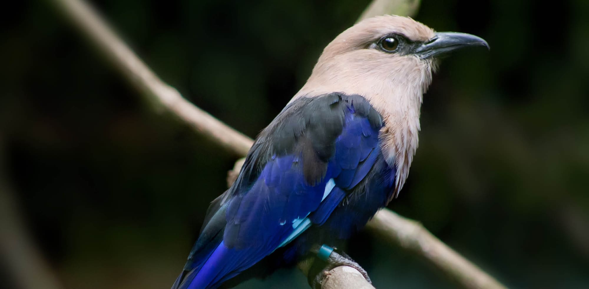 Oakland Zoo | Blue-Bellied Roller