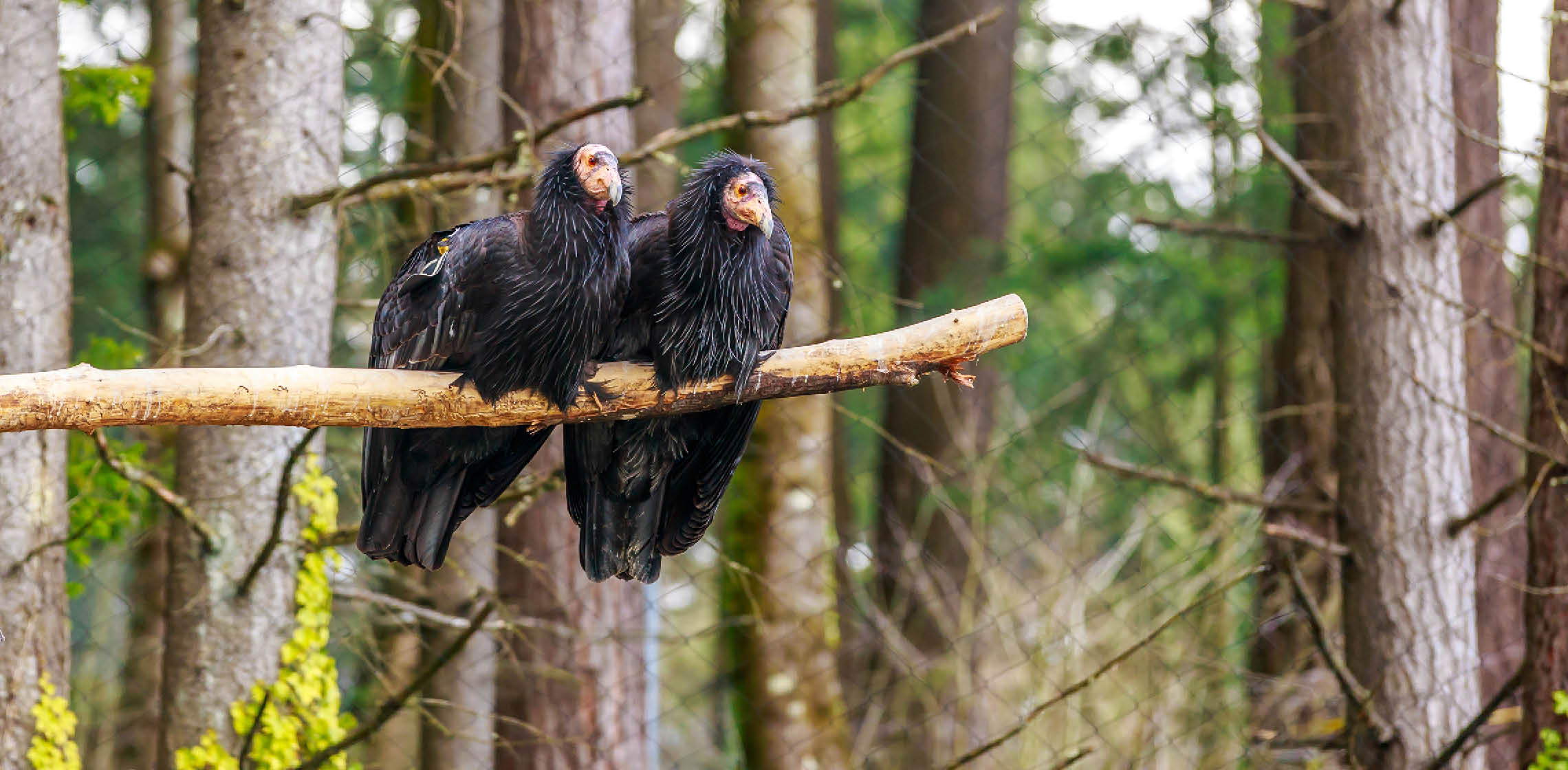 Oakland Zoo | California Condor