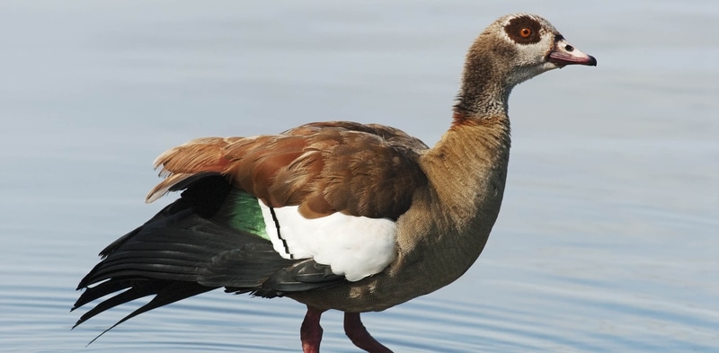 Oakland Zoo | Egyptian Goose