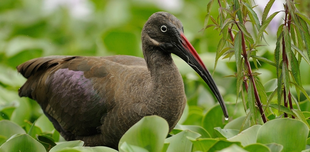 Oakland Zoo | Hadada Ibis
