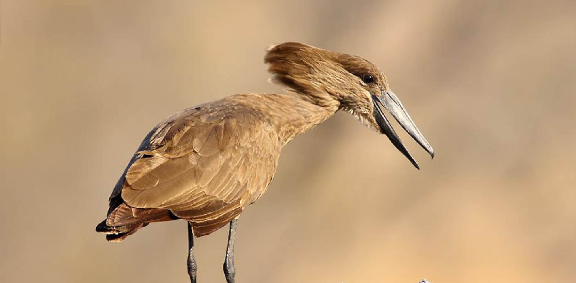 Oakland Zoo | Hamerkop